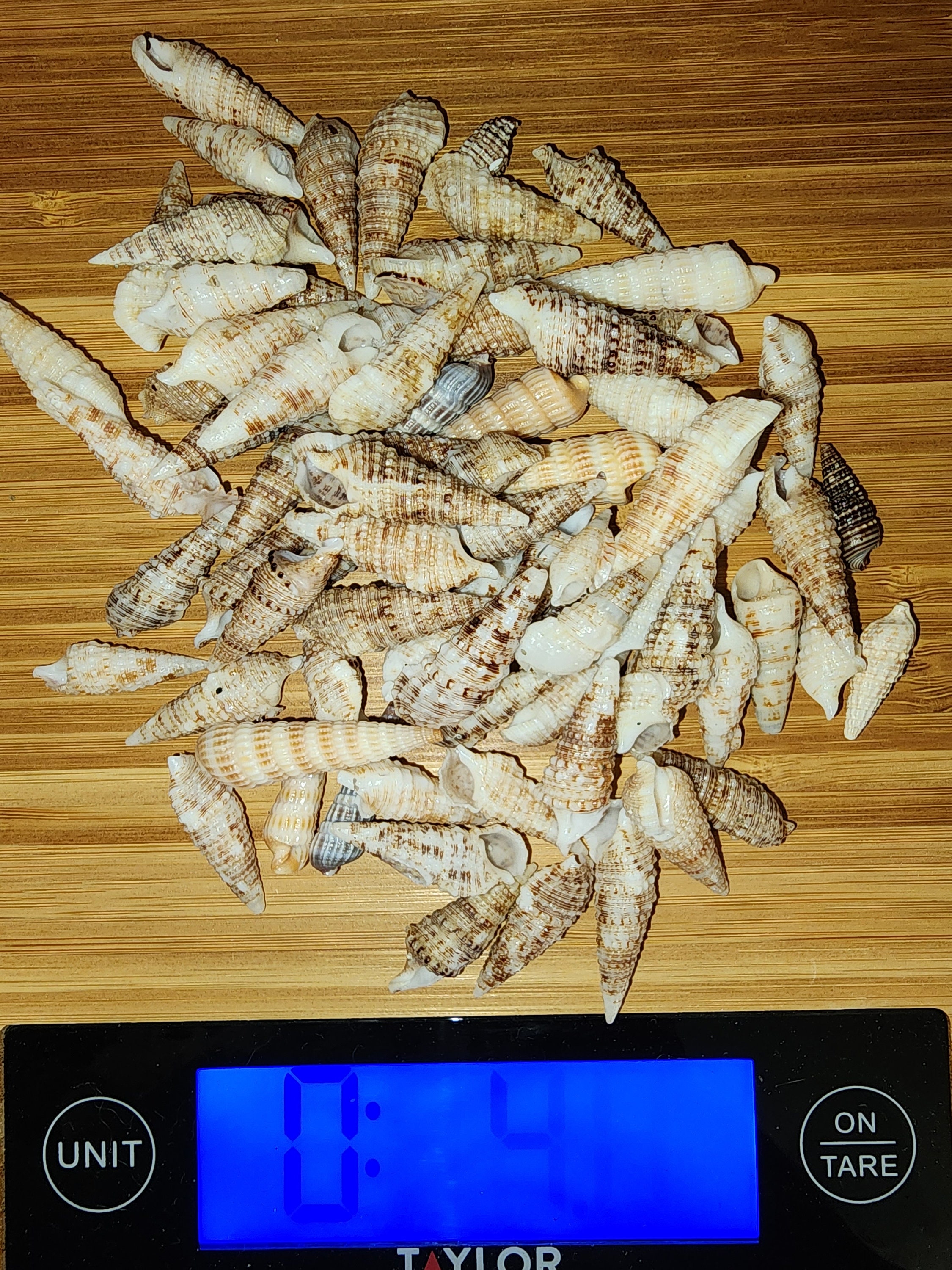 Auger Shells From SWFL, Sanibel, Captiva, Marco Island - Etsy