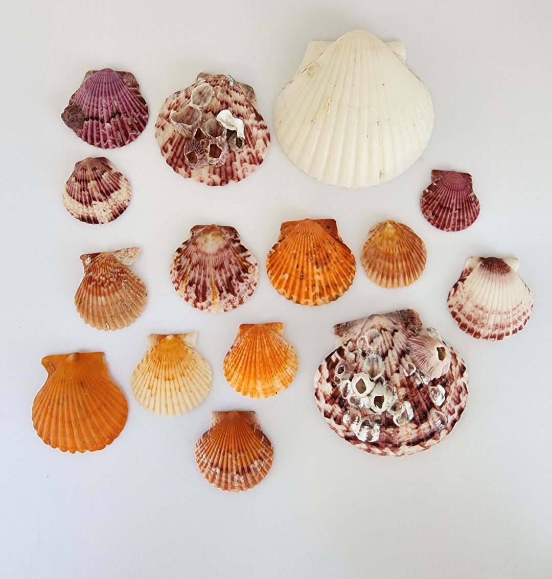 Colorful Small Clam Shells (20) From Southwest Florida, Sanibel ...