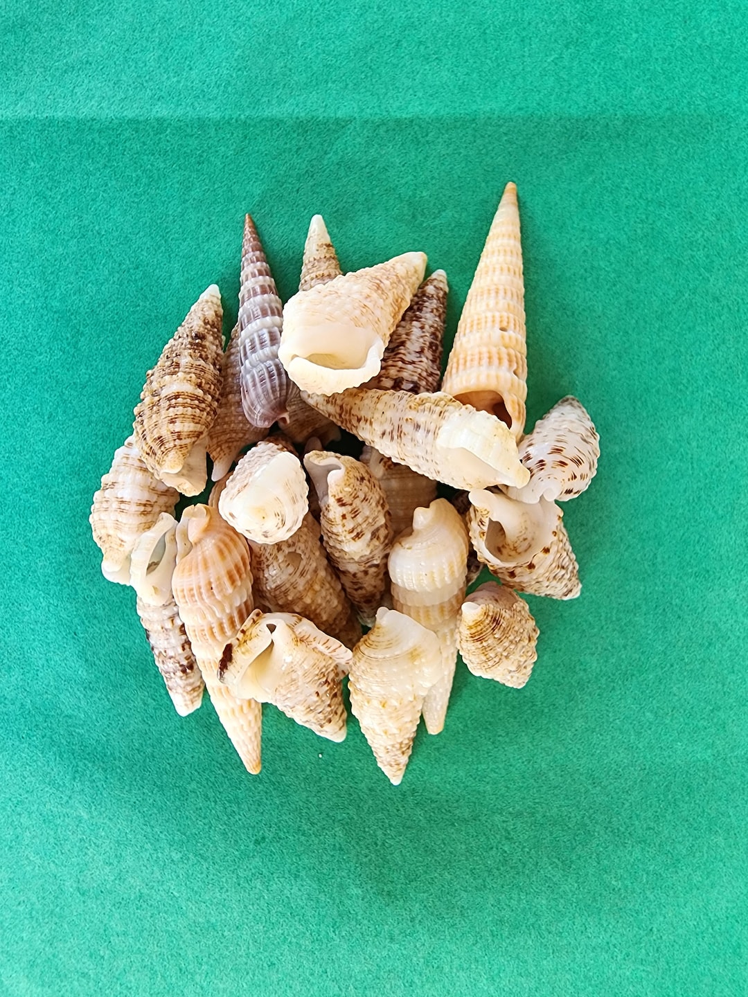 Auger Shells From SWFL, Sanibel, Captiva, Marco Island - Etsy