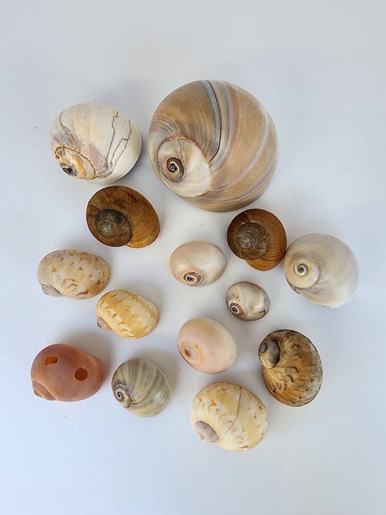 Shark's Eye Moon Eye Small/medium Shells (10) From Southwest Florida ...