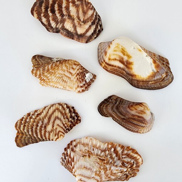 Turkey Wing Shells - Etsy