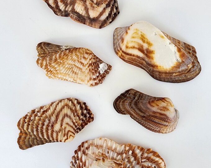Turkey Wing Shells (10) From Southwest Florida, Sanibel, Captiva, Marco ...