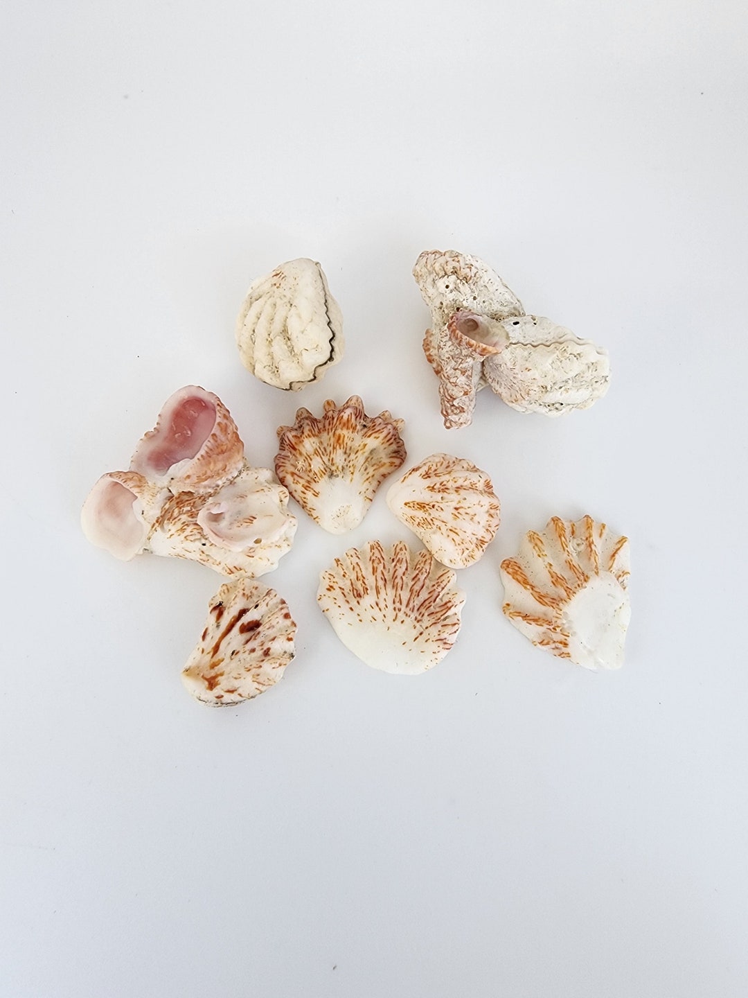 Kitten Paw Shells (25) From Southwest Florida, Sanibel, Captiva, Marco ...