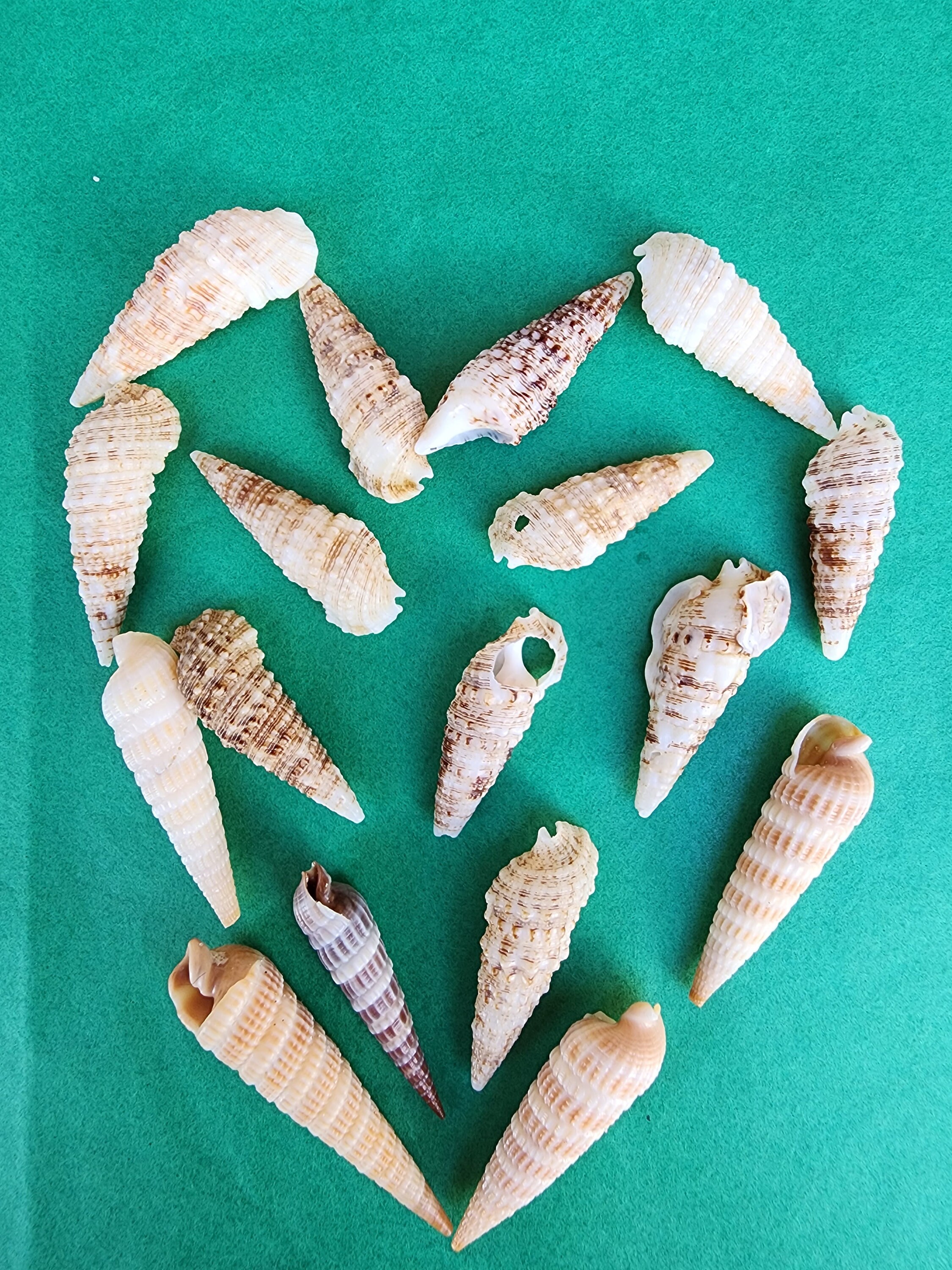 Auger Shells From SWFL, Sanibel, Captiva, Marco Island - Etsy