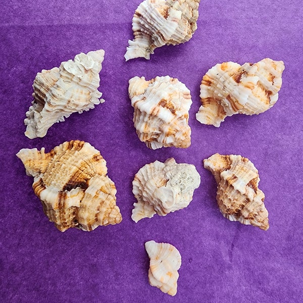 Rare Shells - Etsy