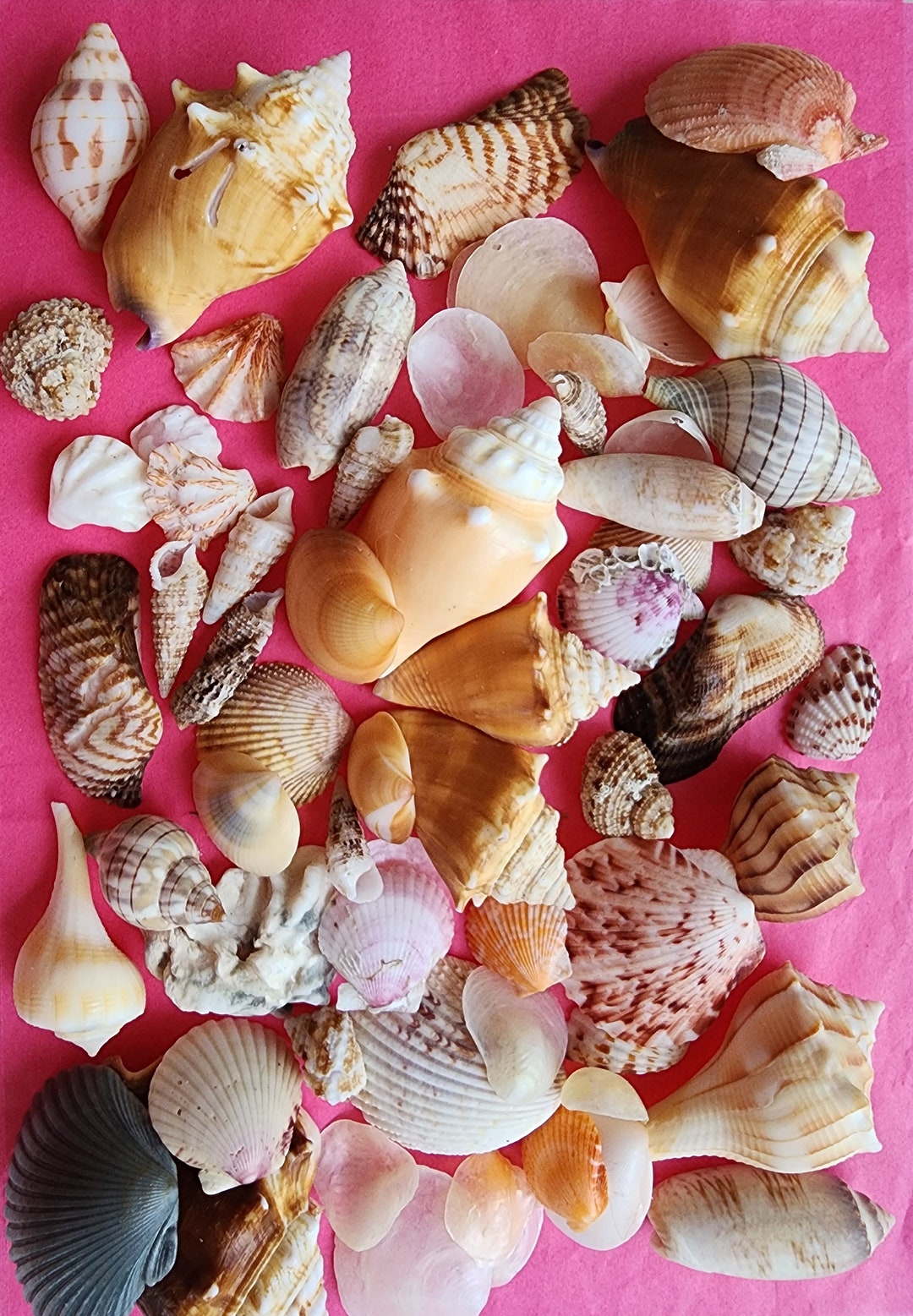 1 LB Variety Shells From SWFL, Florida, Sanibel, Captiva, Marco Island, Crafting, Event, or ...