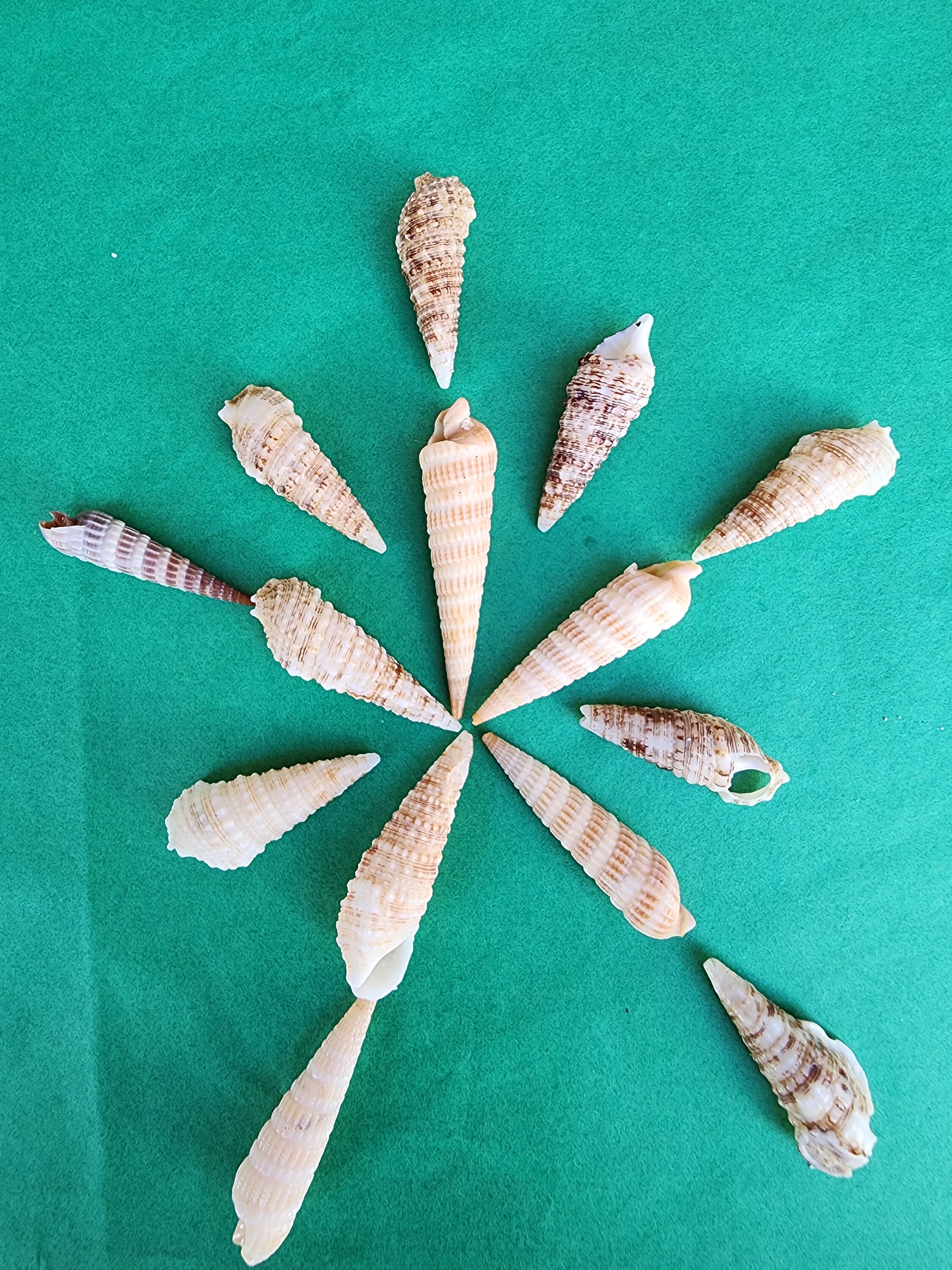 Auger Shells From SWFL, Sanibel, Captiva, Marco Island - Etsy