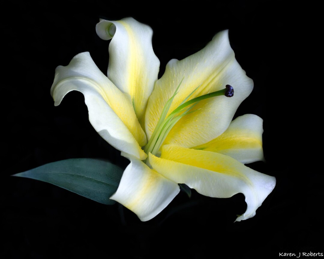 Yellow Lily Canvas Print: Elegant Floral Photography, Nature Wall Art ...