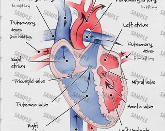Basic External Cardiac Anatomy Digital Download - Etsy
