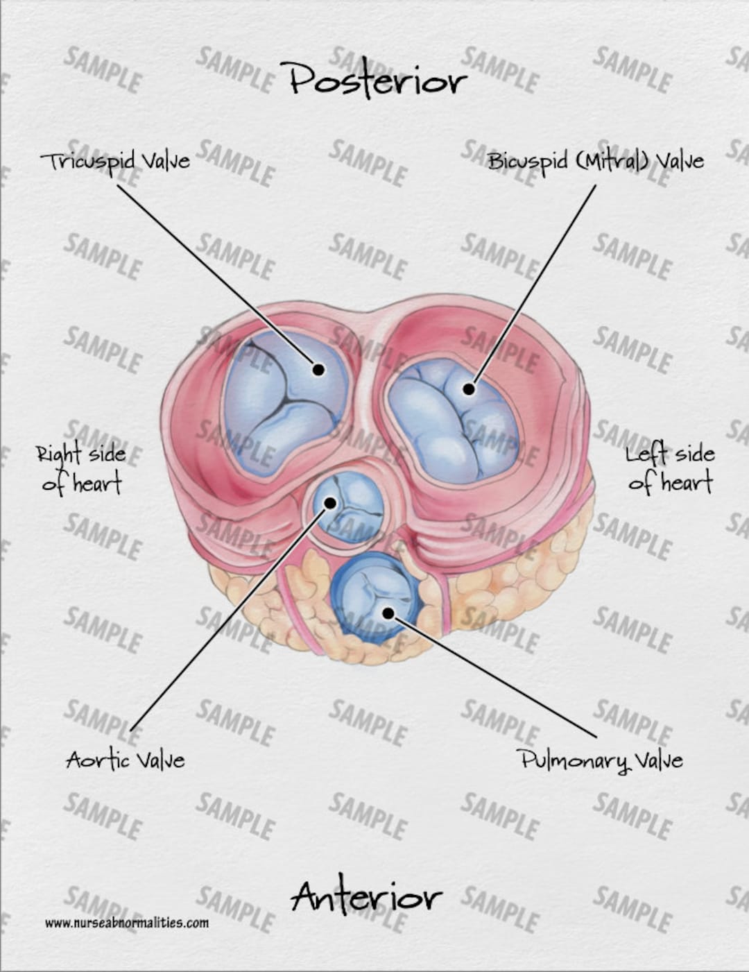 Anterior View of Heart Valves Digital Download, Letter Sized - Etsy