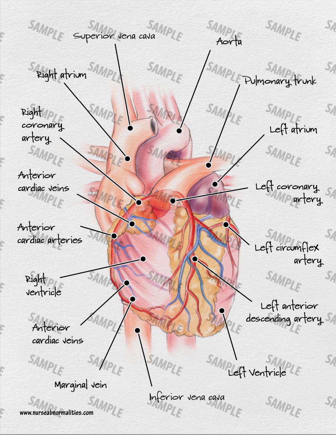 Basic External Cardiac Anatomy Digital Download - Etsy