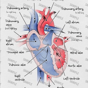 Bundle - Cardiac Anatomy, Letter Sized Digital Downloads - Etsy