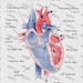 Bundle - Cardiac Anatomy, Letter Sized Digital Downloads - Etsy