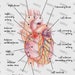 Bundle - Cardiac Anatomy, Letter Sized Digital Downloads - Etsy