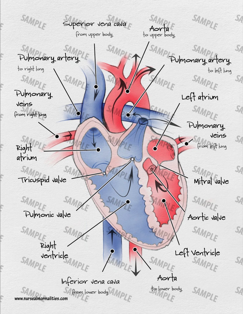 Bundle - Cardiac Nurse Total Bundle (6 Documents) - Etsy