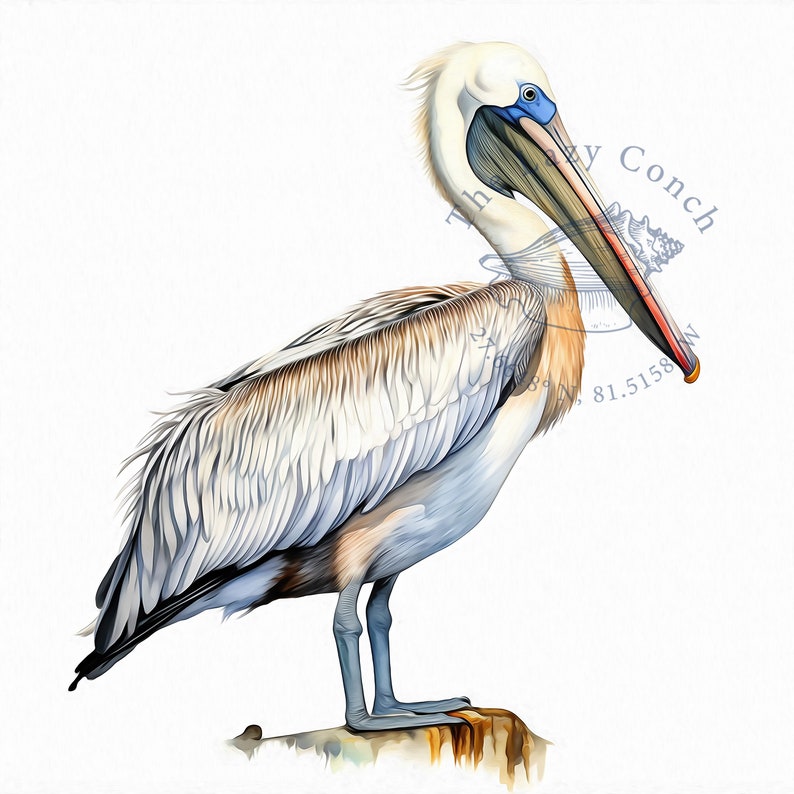 Pelican Art Poster, Square Art Print of Coastal Bird, Pelican Painting ...