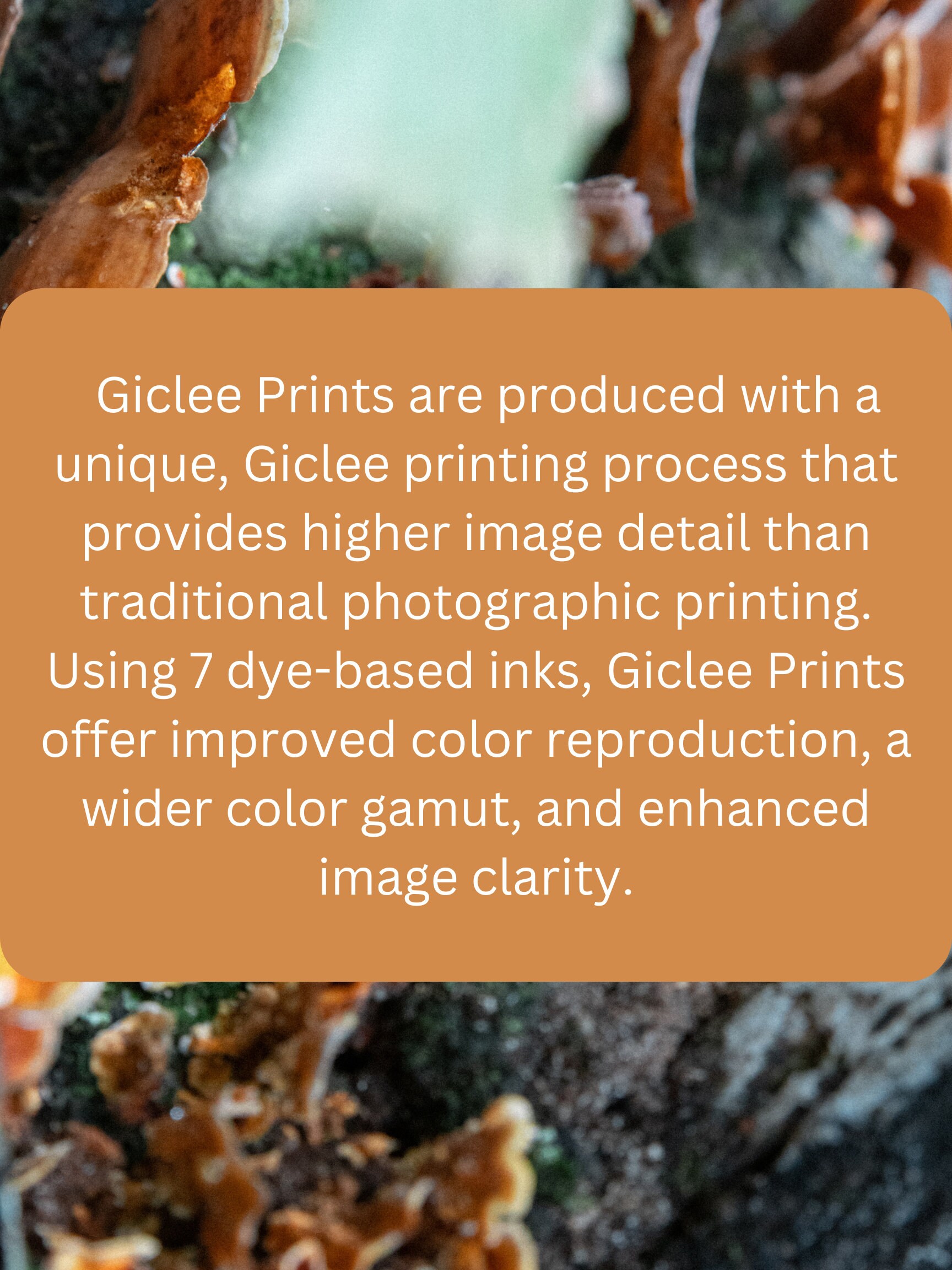 Purple Skimmer Dragonfly Fine Art Print - Etsy