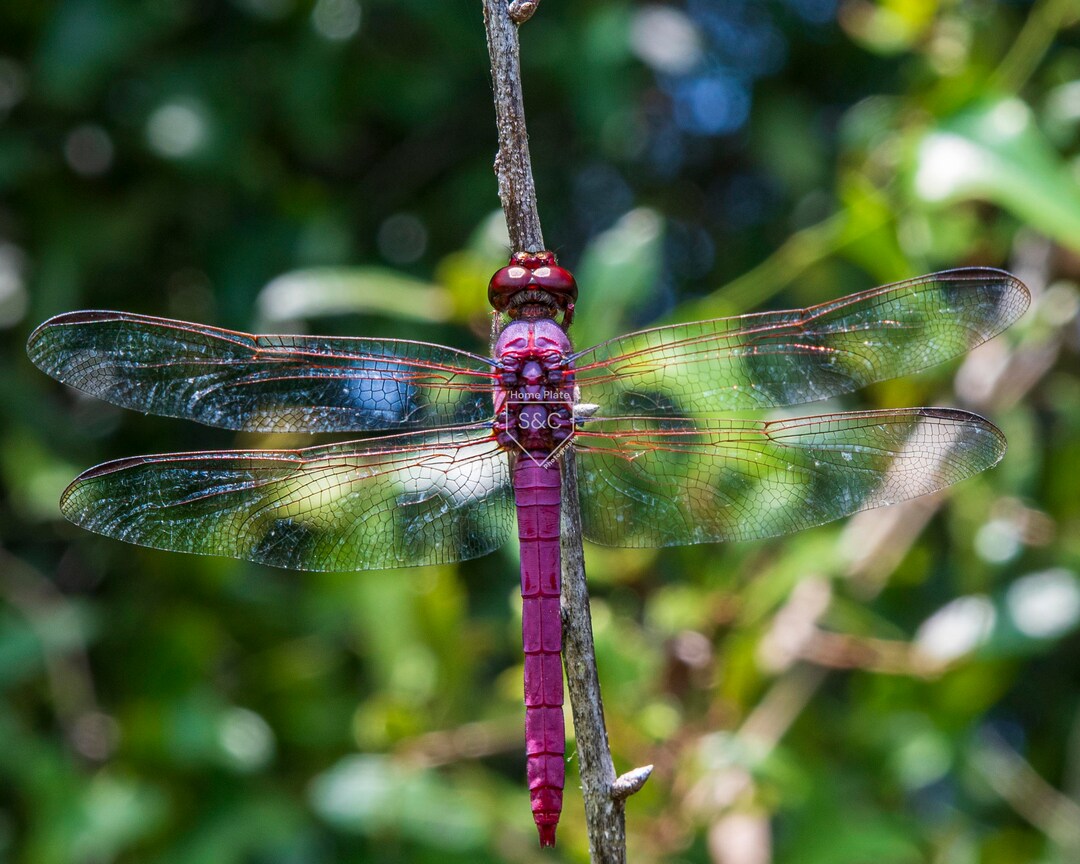 Purple Skimmer Dragonfly Fine Art Print - Etsy