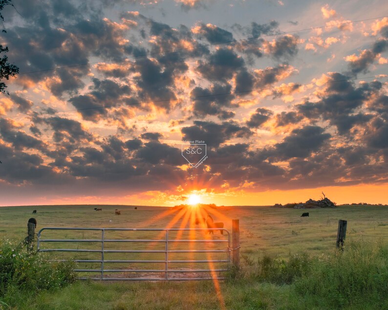 Sunset Cow Pasture Fine Art Print - Etsy