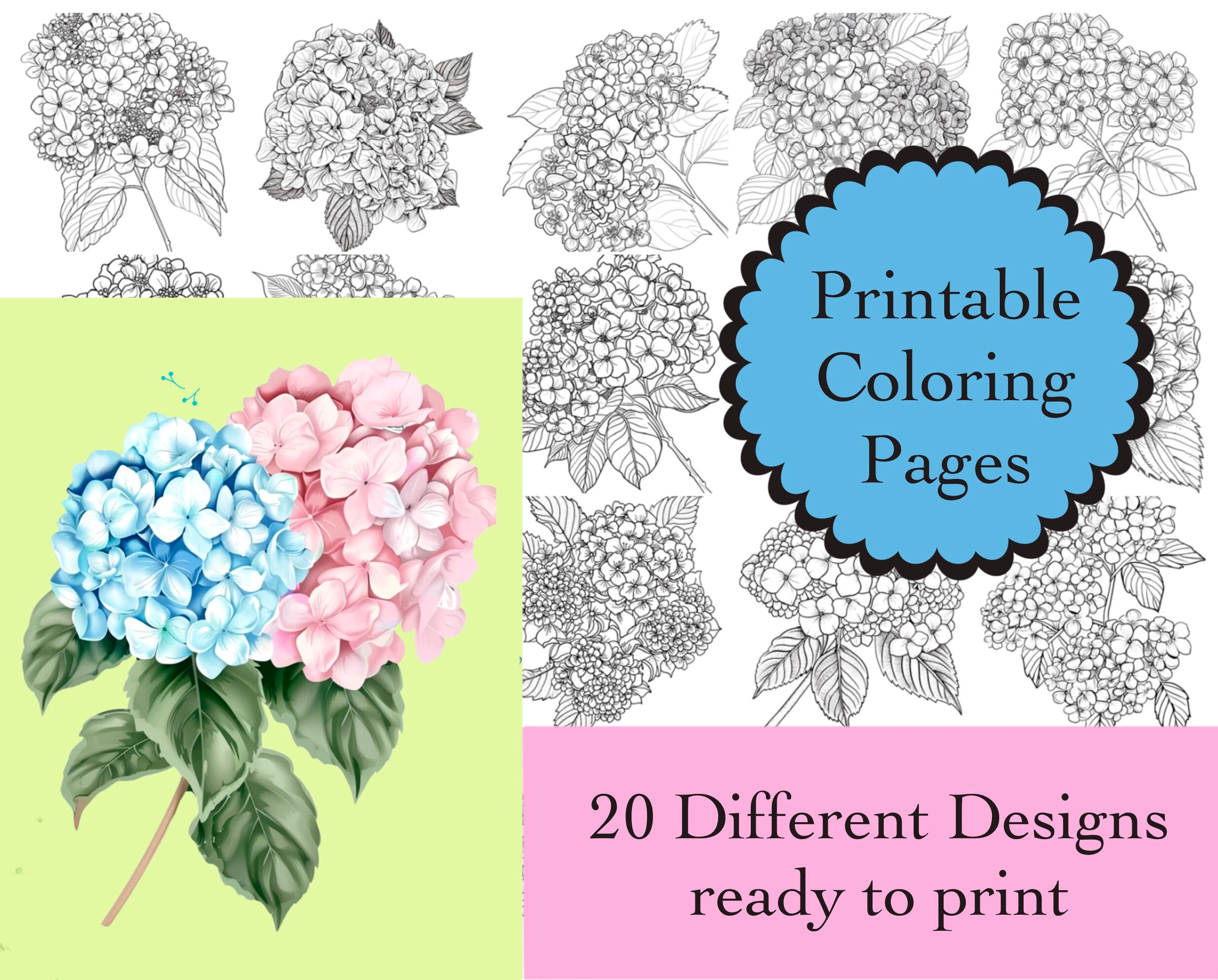 Hydrangea Flowers Coloring Book 20 Hydrangea Coloring Pages Instant ...