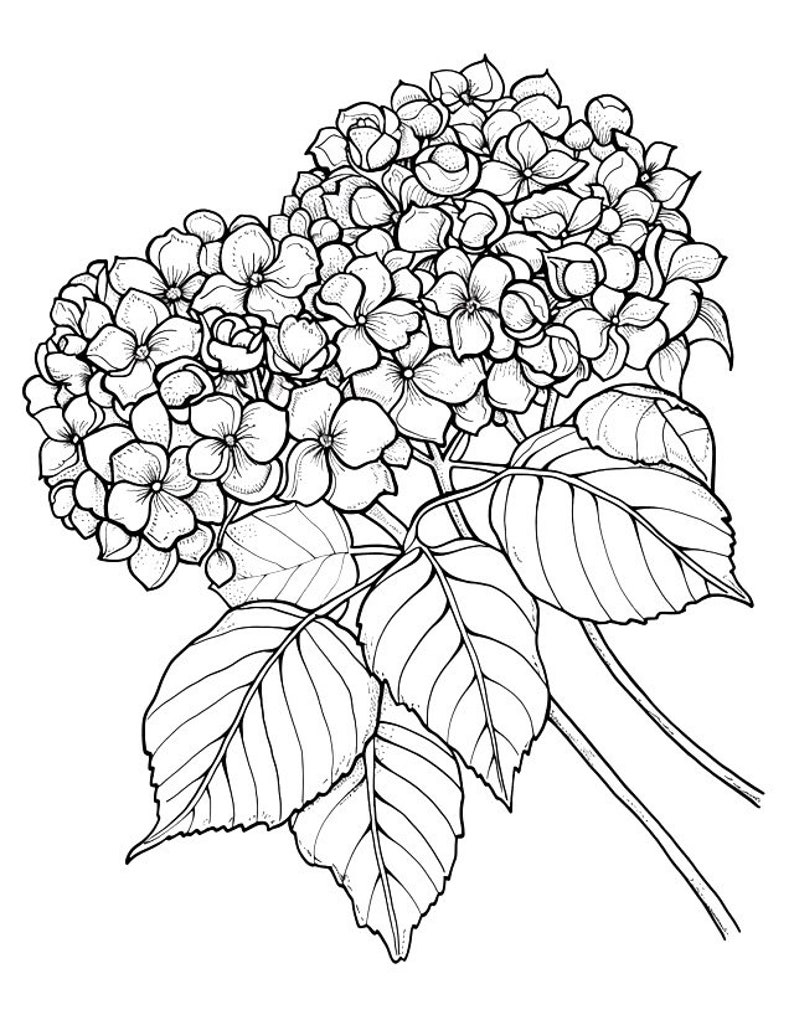 Hydrangea Flowers Coloring Book 20 Hydrangea Coloring Pages Instant ...