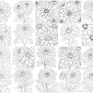 Dahlia Flower Coloring Book 20 Dahlia Coloring Pages Instant Download ...