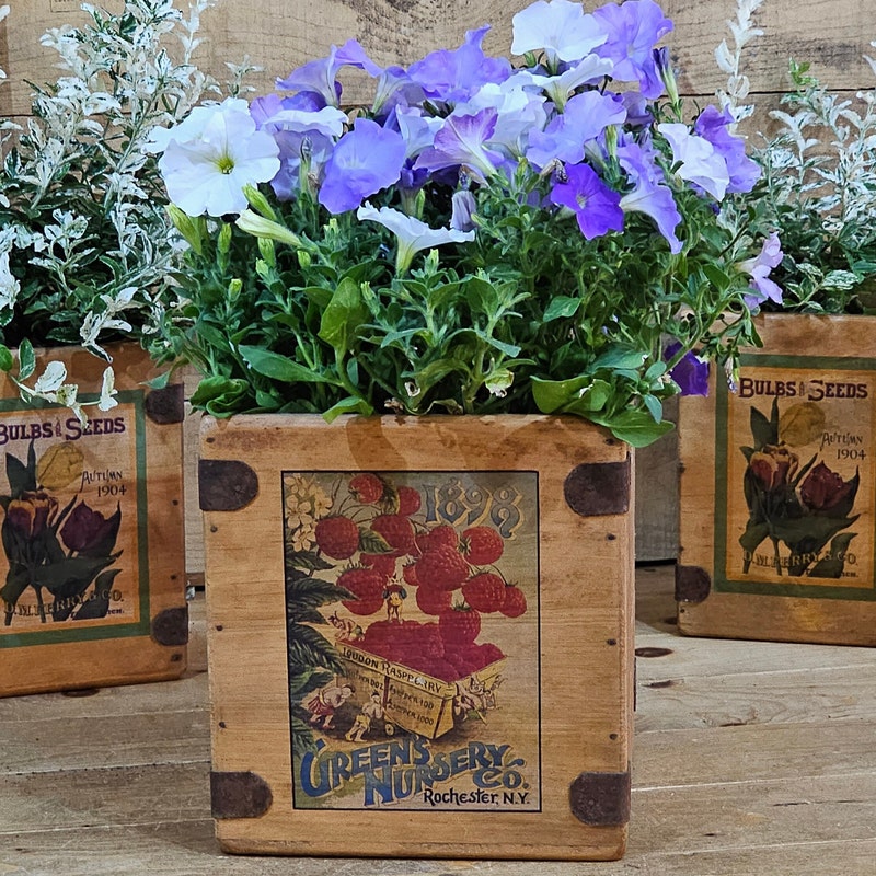 In Door Seed Kits - Etsy UK