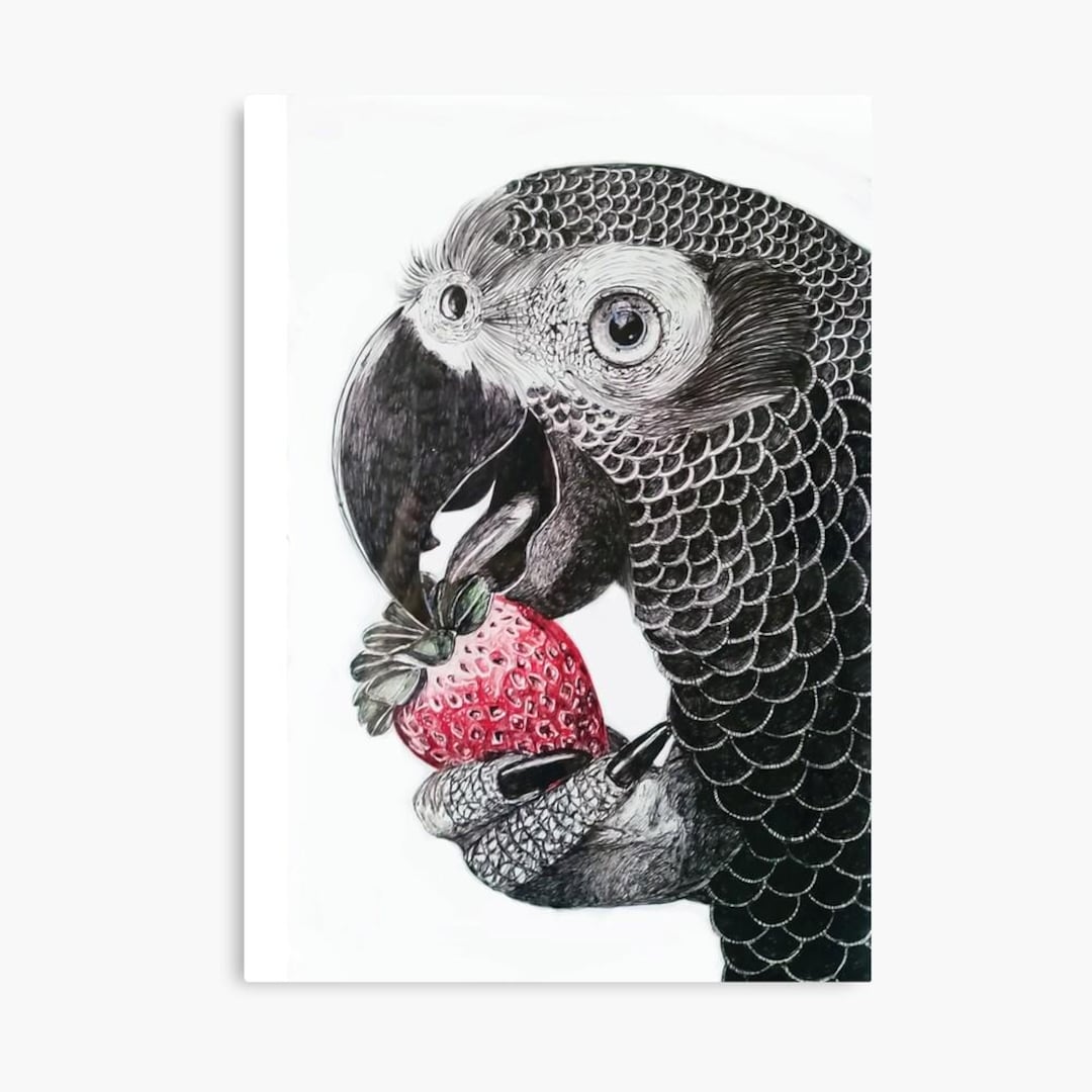 Parrot With Strawberry Illustration — Black and White Ballpoint Drawing ...