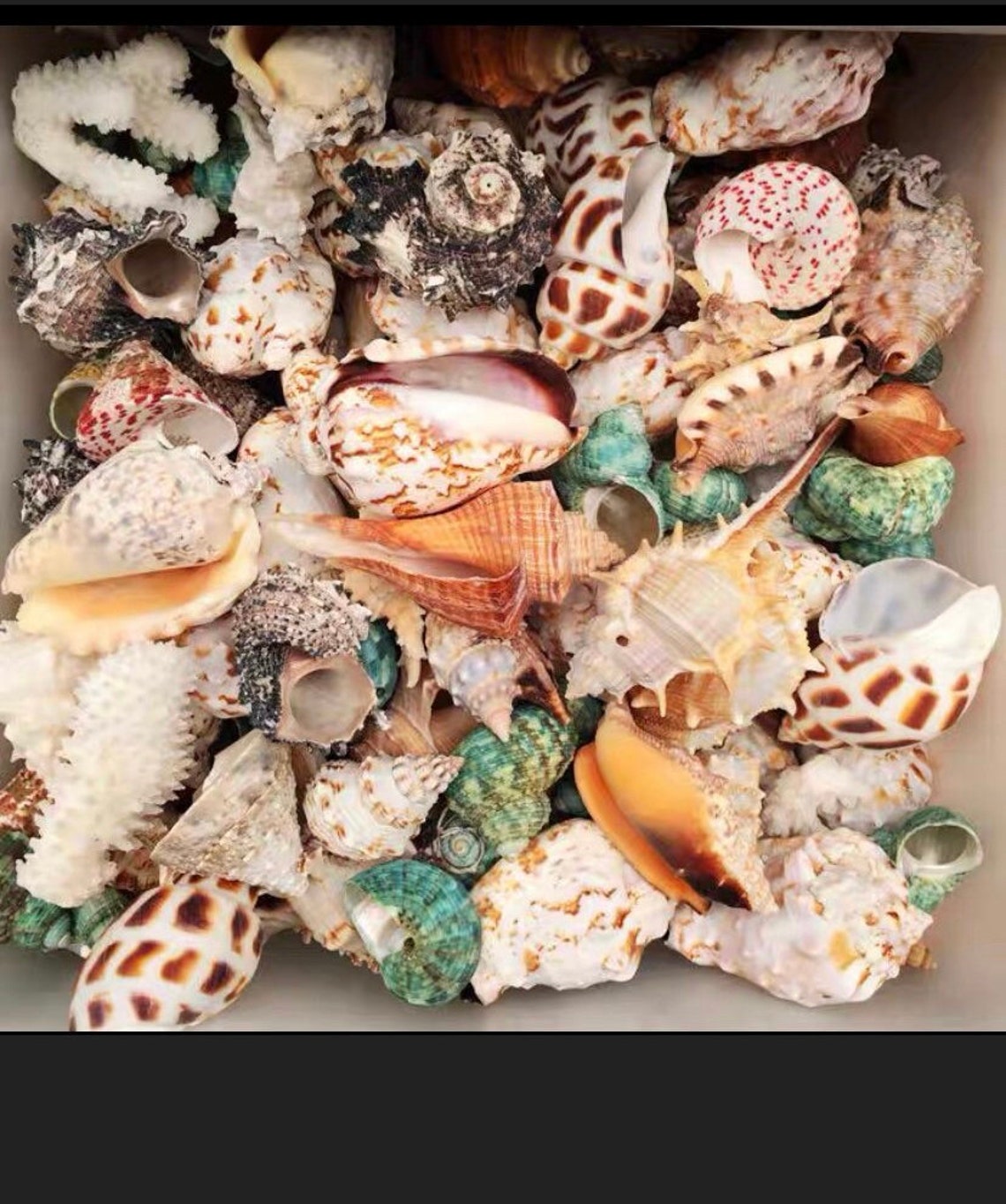 200g Natural Conch Shell Gift Bag Fish Tank Aquarium Coral Landscaping ...