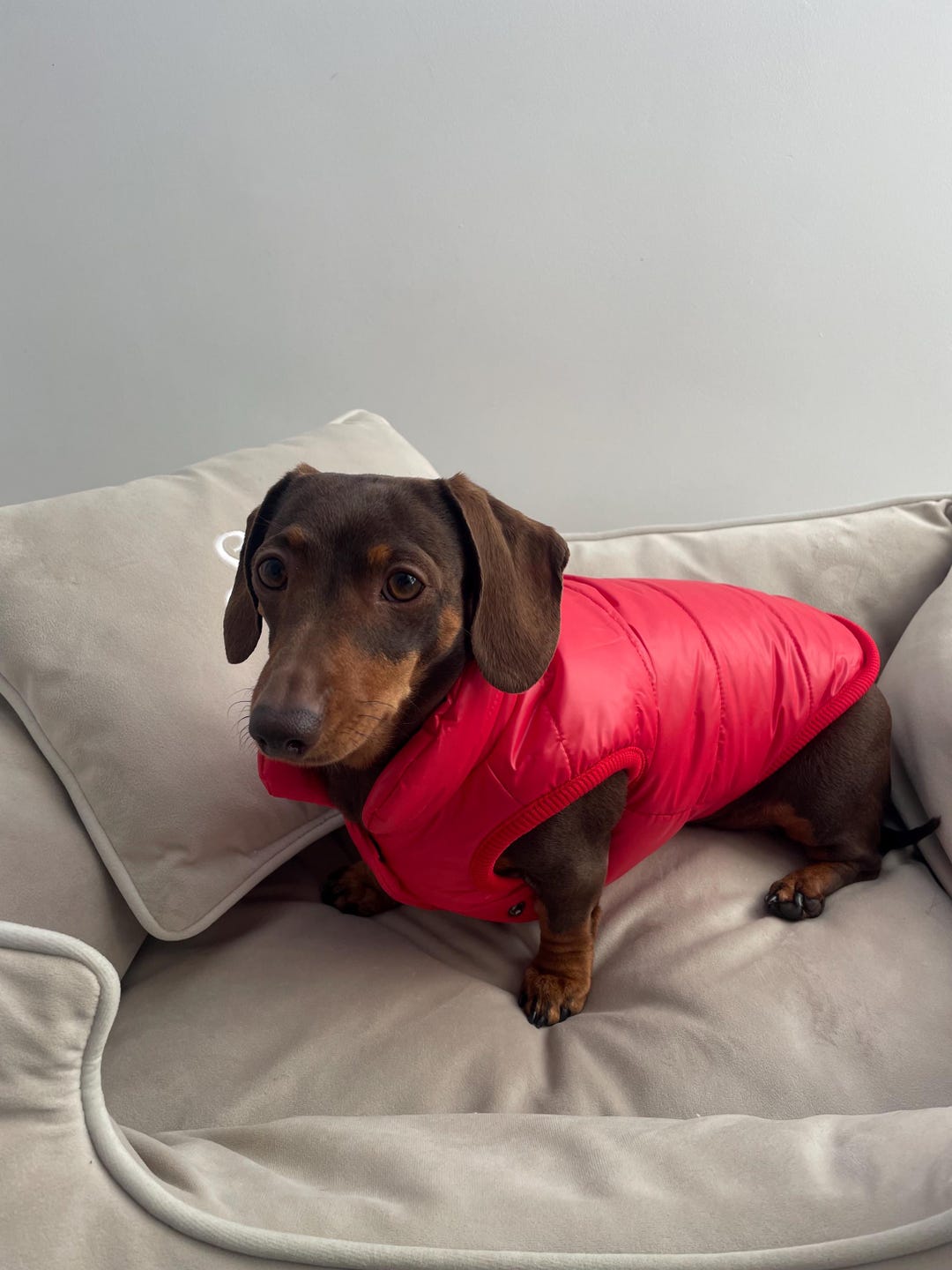 Dog Gilet Red Dog Body Warmer Sausage Dog Jacket Pet Christmas Present ...