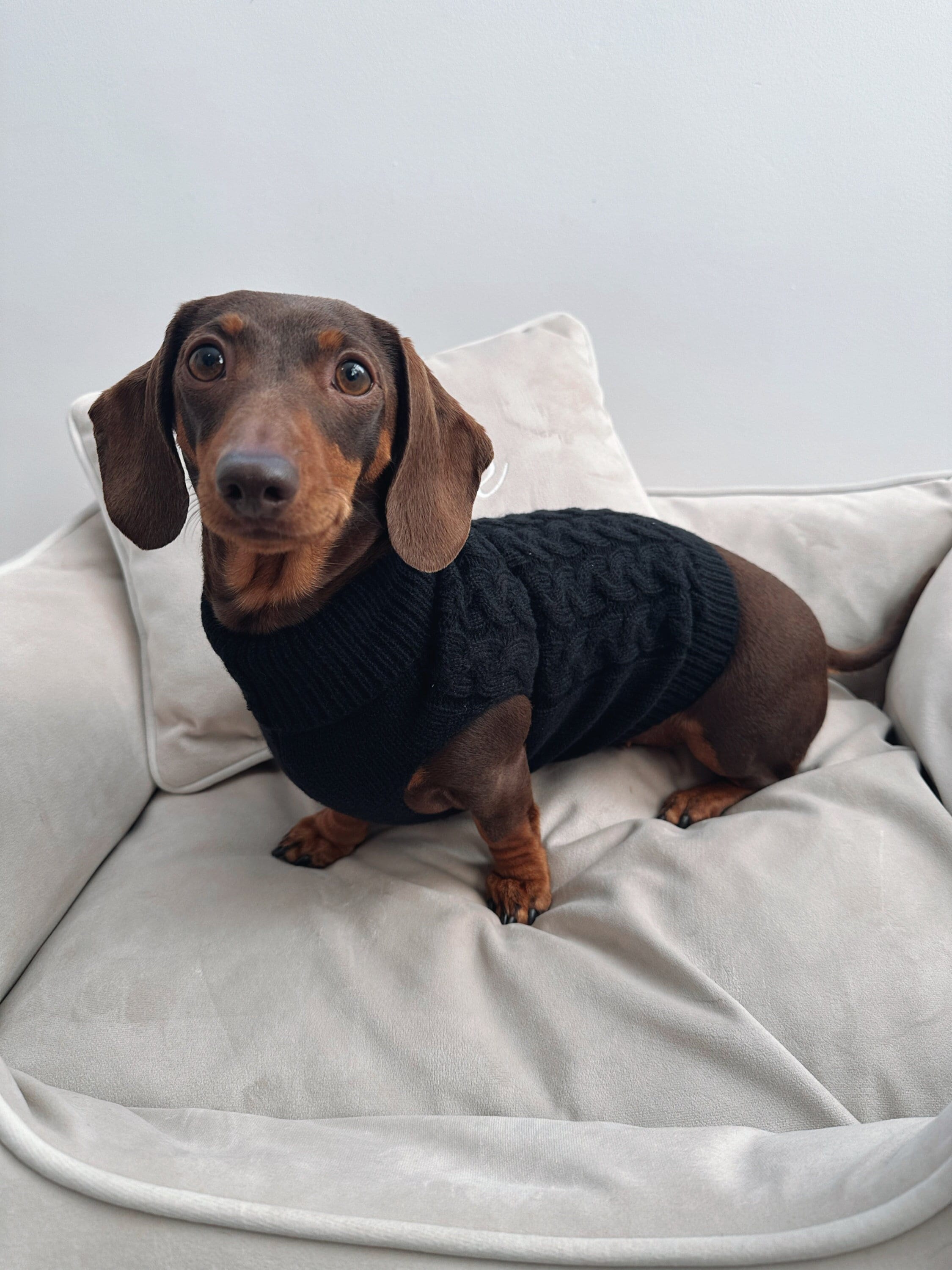 Black Knitted Dog Jumper Knitted Dog Sweater Sausage Dog Jumper ...