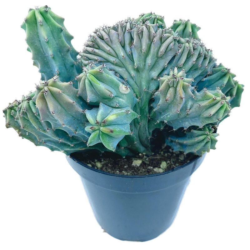 Blue Cactus Live Plant - Etsy