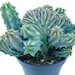 Rare Crested Blue Candle Cactus, Myrtillocactus Geometrizans, Live ...
