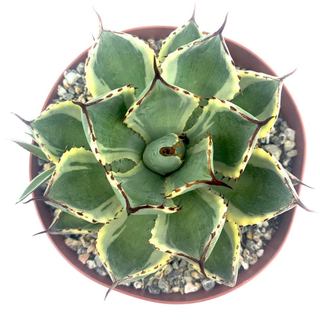 6” Dwarf Agave Applanata-cream Spike- Live Plant Cactus, Varigated Blue ...