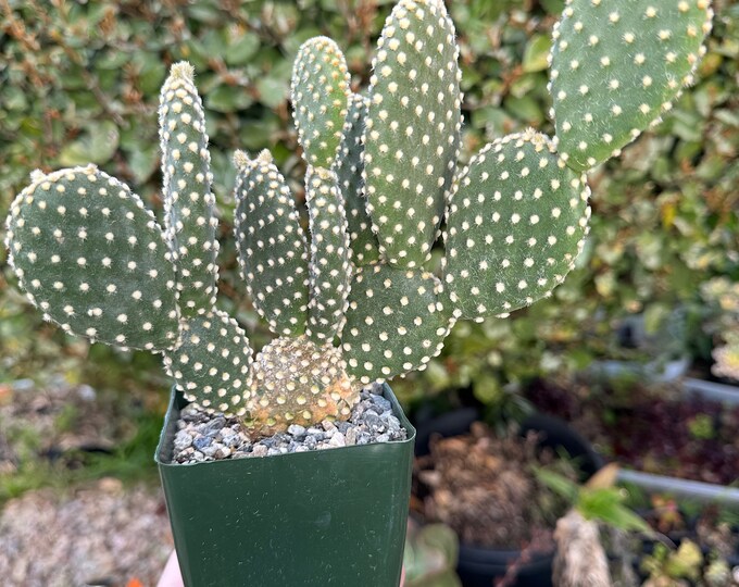 Bunny Ears Cactus-opuntia Microdasys- Angel's Wings Cactus. Drought ...