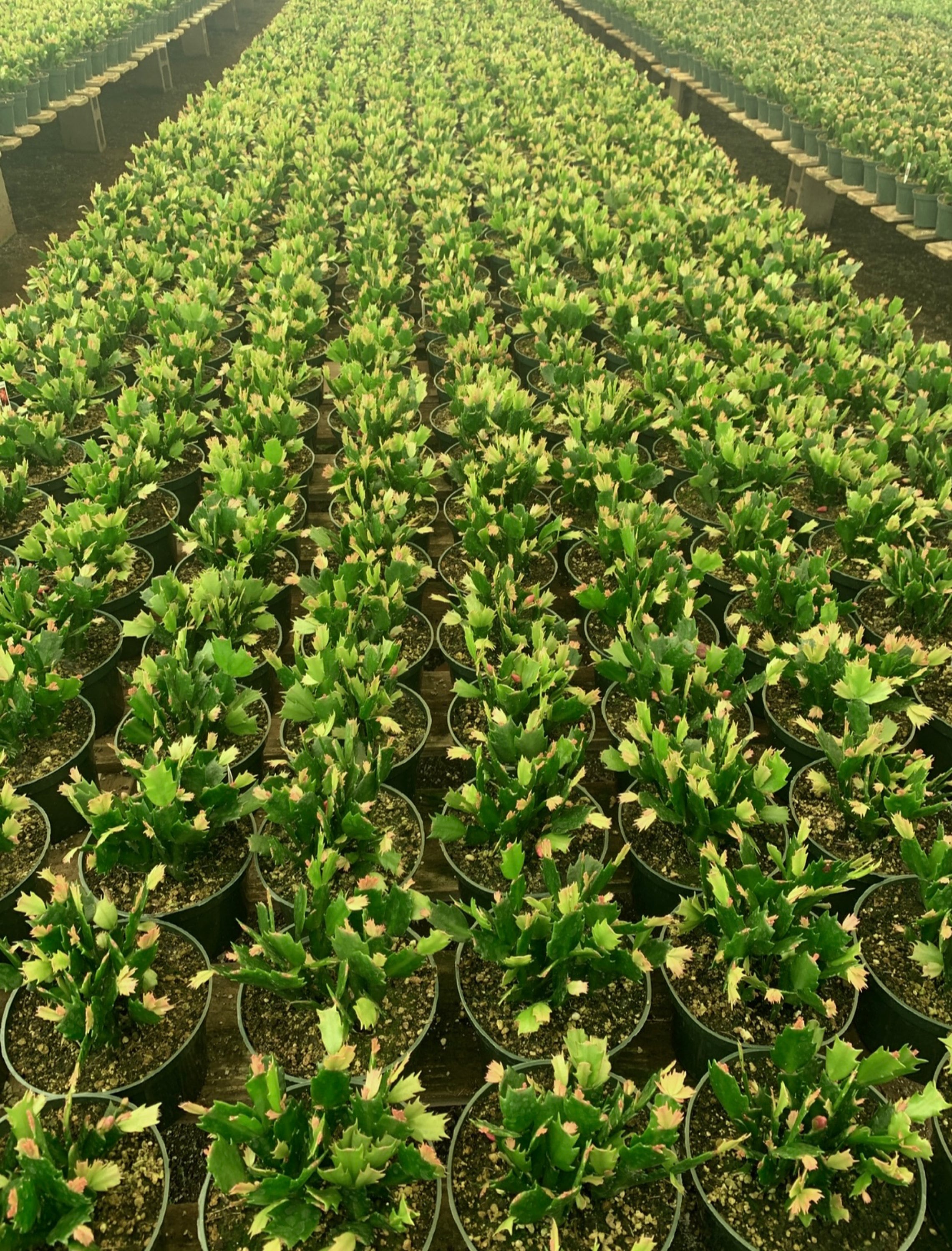 4" Peach Holiday Cactus Live Plant-zygo Cactus Schlumbergera, Easy to ...