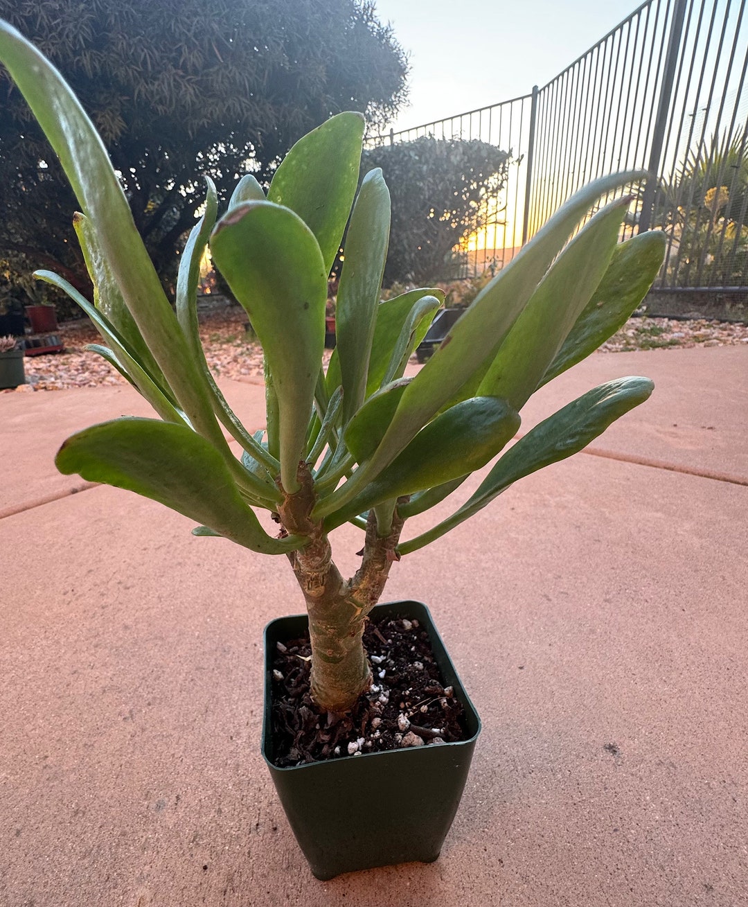 Tylecodon Paniculatus Bonsai Tree Cactus Plant Succulent-easy to Grow ...