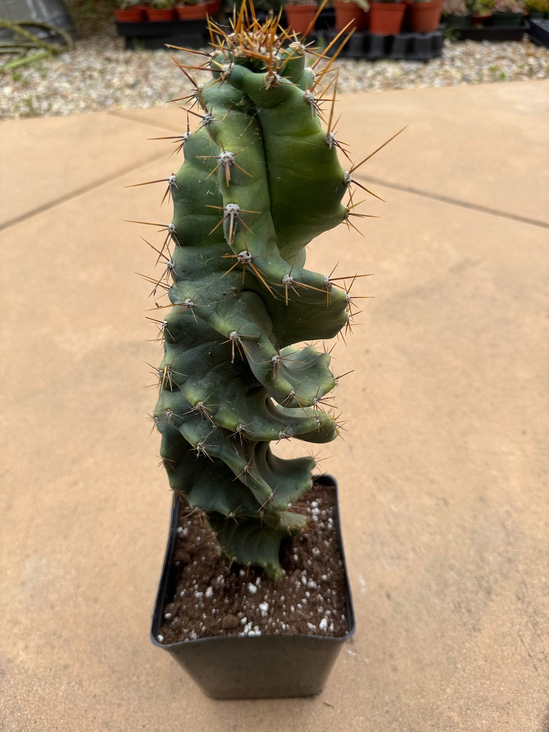Large Tall Rare Spiral Cactus-cereus Forbesii, Fast Growing, Drought ...
