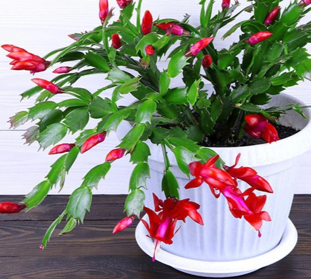 4" Red Holiday Cactus Live Plant-zygo Cactus Schlumbergera, Easy to ...