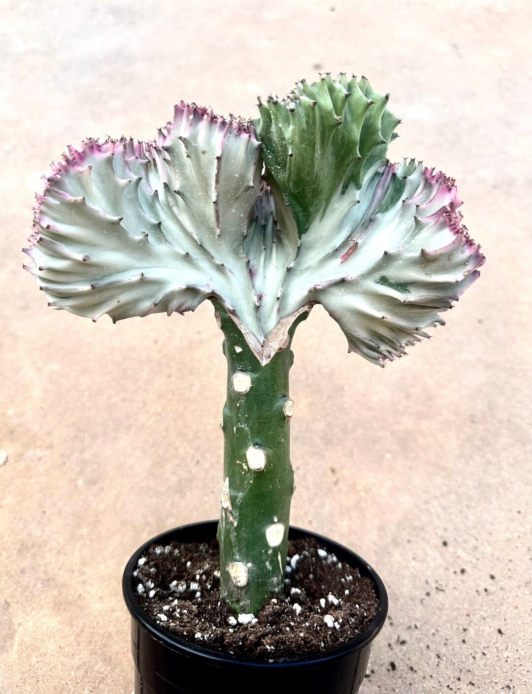 Rare 1216 Hybrid Red/green Coral Cactus-euphorbia-drought Tolerant ...