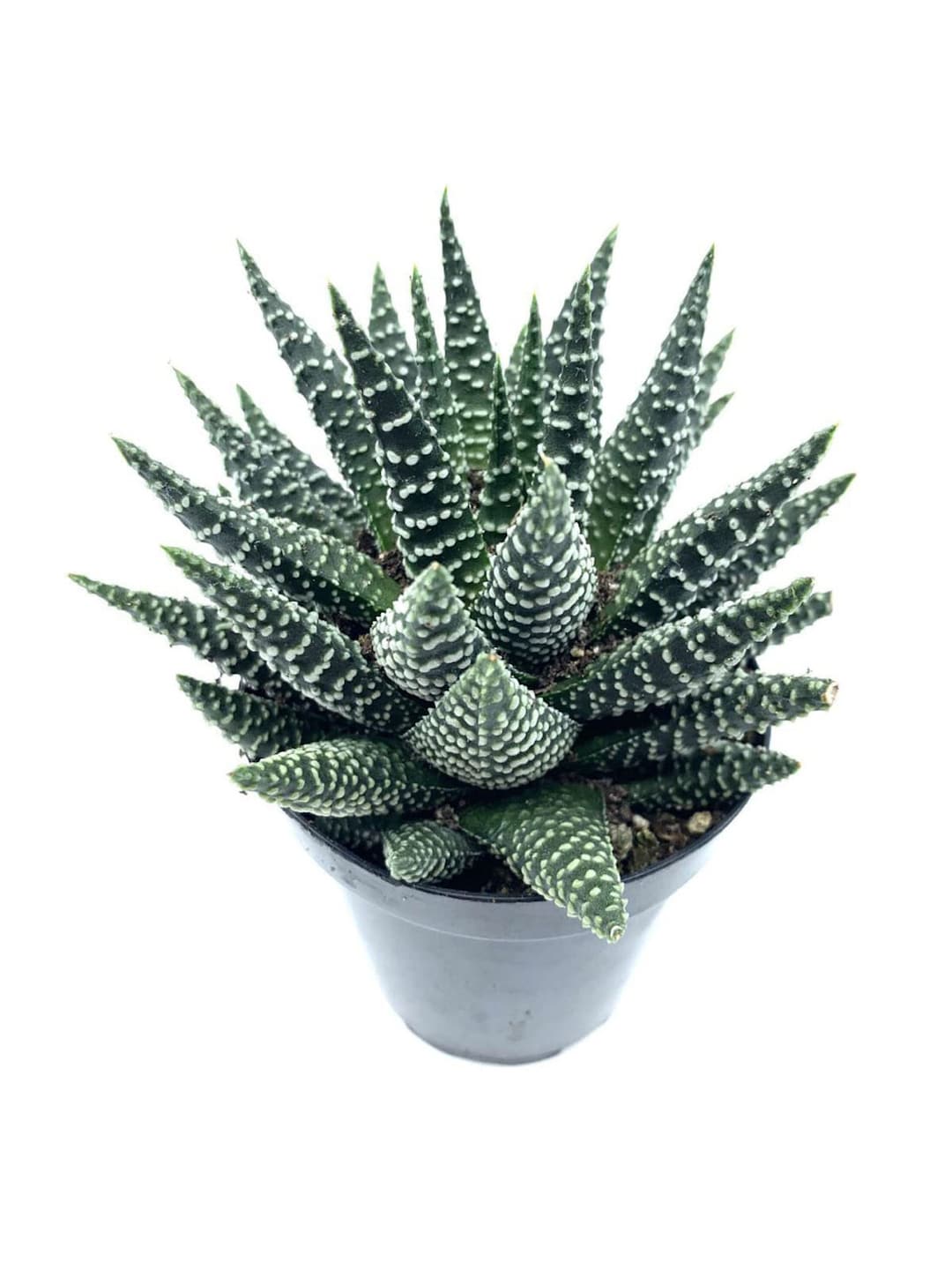 Large Haworthia Zebra Plant-aloe Zebra Cactus Succulent, Fully Rooted ...