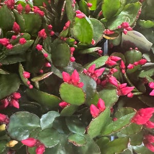 Red Spring Cactus Live Plant-rhipsalidopsis. Newly Planted in 4" Pot ...