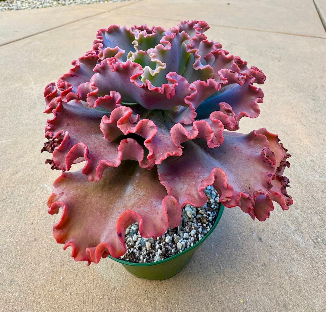6" Large Echeveria Red Ruffles Succulent Live Plant-easy to Grow/care ...