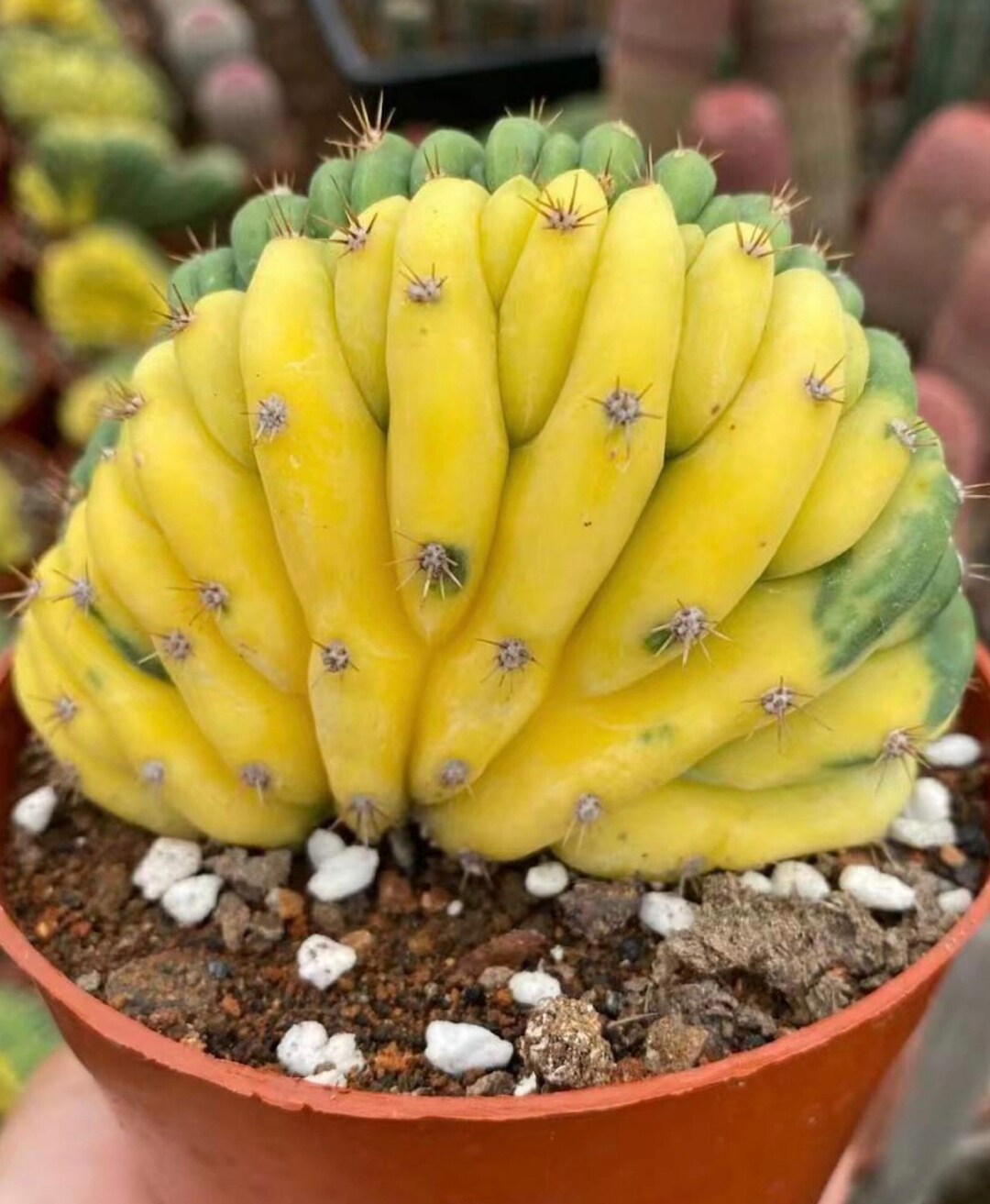 Rare Crested Variegated Cactus Cristata. Green/yellow Monstrous. Easy ...