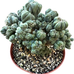 Monsters Cactus Green-cereus Forbesii Monstrose 'ming Thing' Large ...