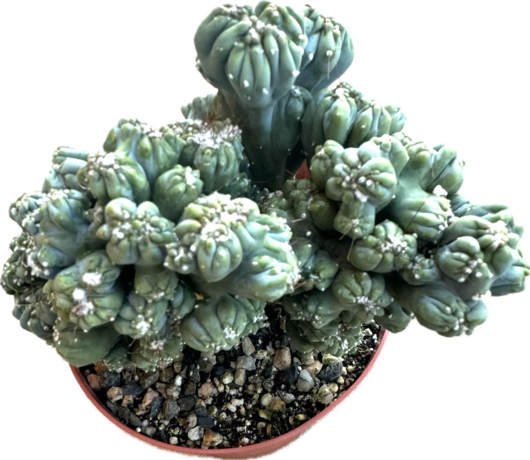 Monsters Cactus Green-cereus Forbesii Monstrose 'ming Thing' Large ...