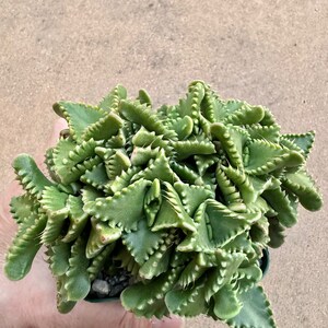 Tiger's Jaw Succulent Live Plant-faucaria Tigrina. Hardy Drought ...