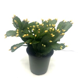 White Spring Cactus Live Plant-rhipsalidopsis. Newly Planted in 4" Pot ...