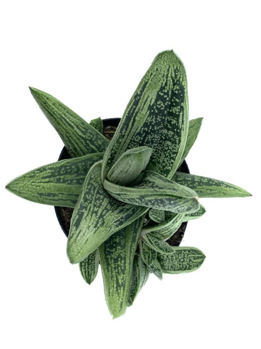 Gasteria Hybrid Aloe, 6” Live Succulent Plant, Easy Care Houseplant. - Etsy