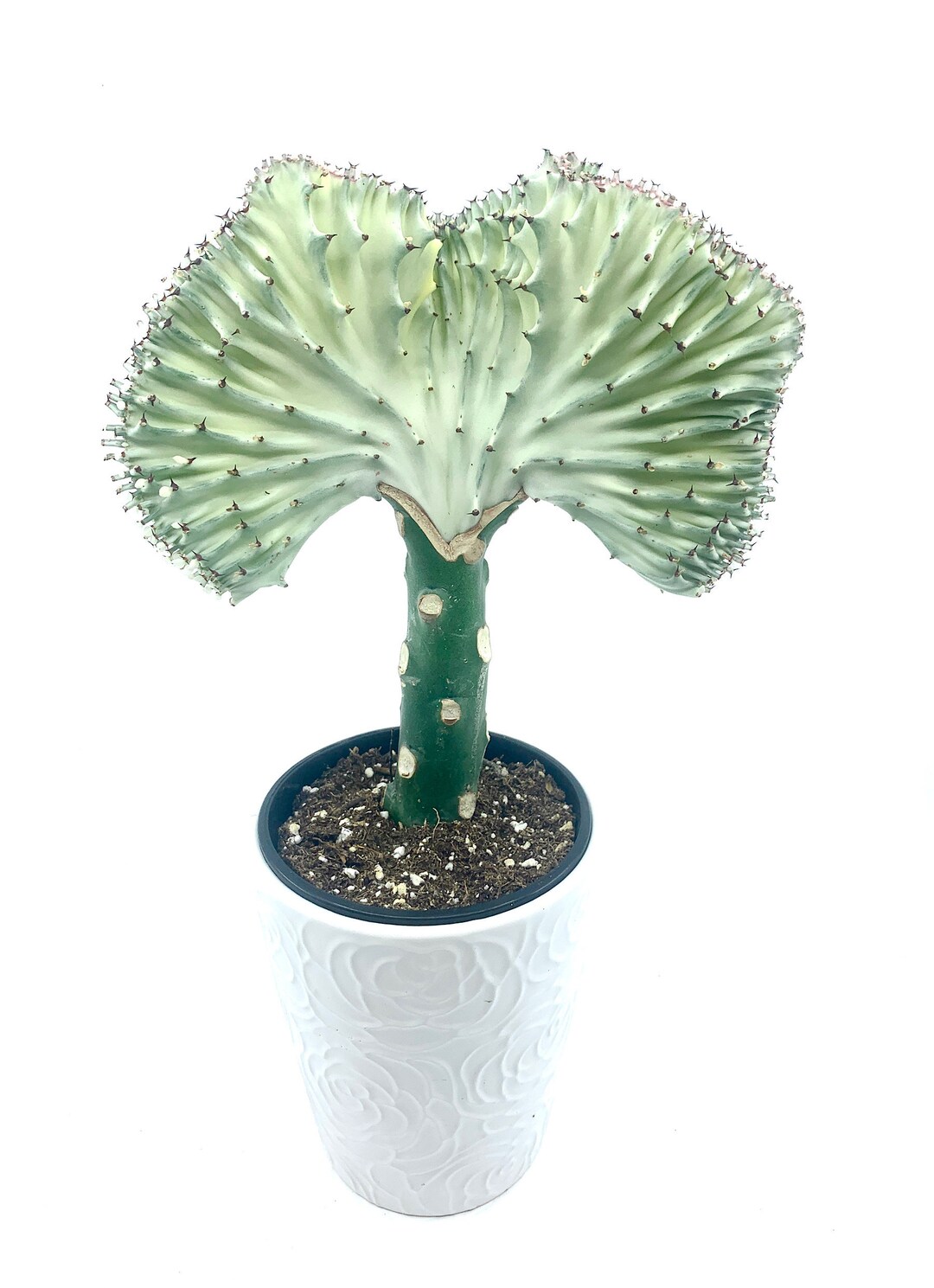 Silver Pale Green Coral Cactus Crested Euphorbia Lacteal Cristata ...